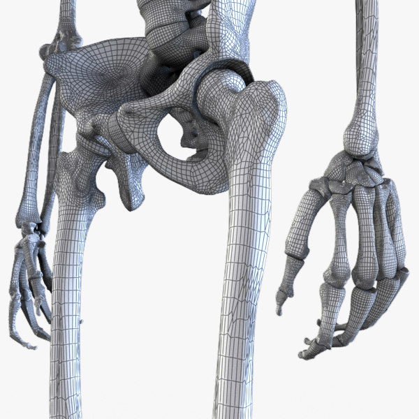 3d model human skeleton