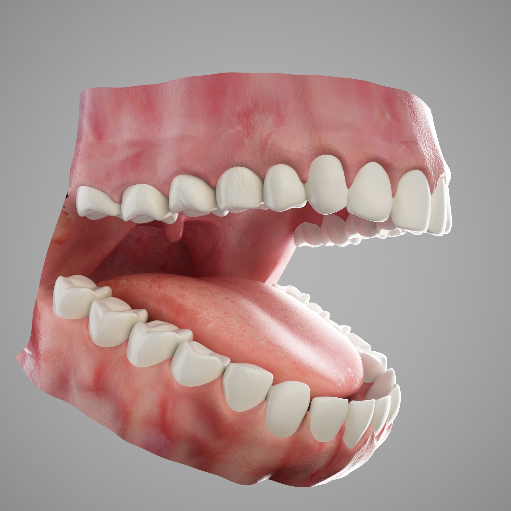 3d human teeth head