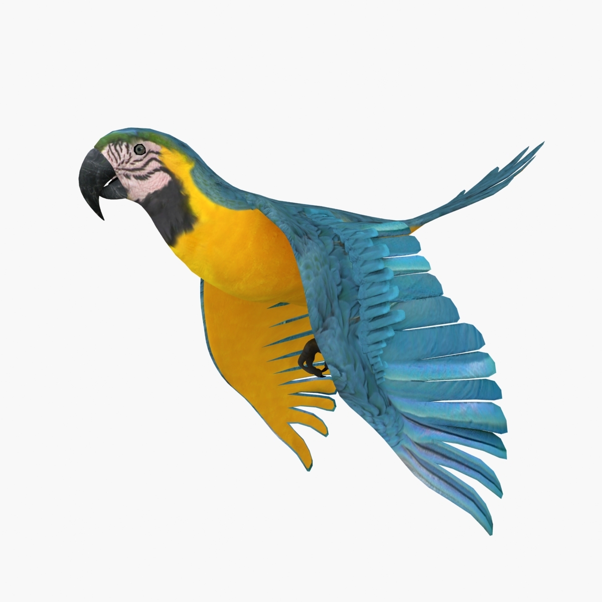 3d model parrot animation flying