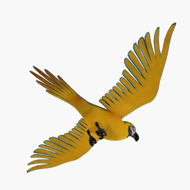 3d model parrot animation flying