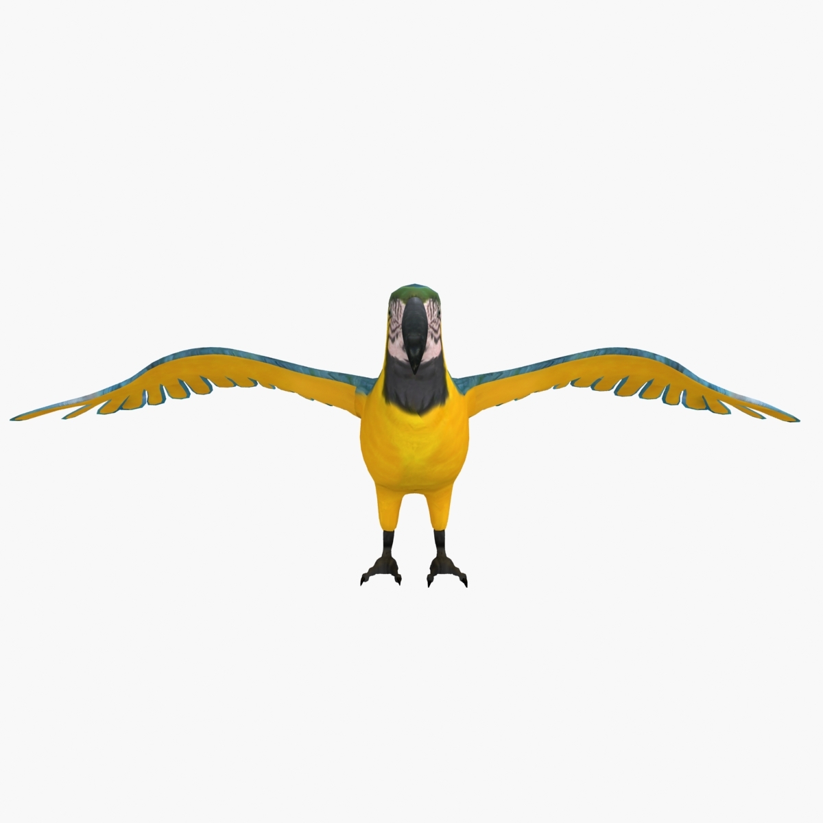 3d model parrot animation flying