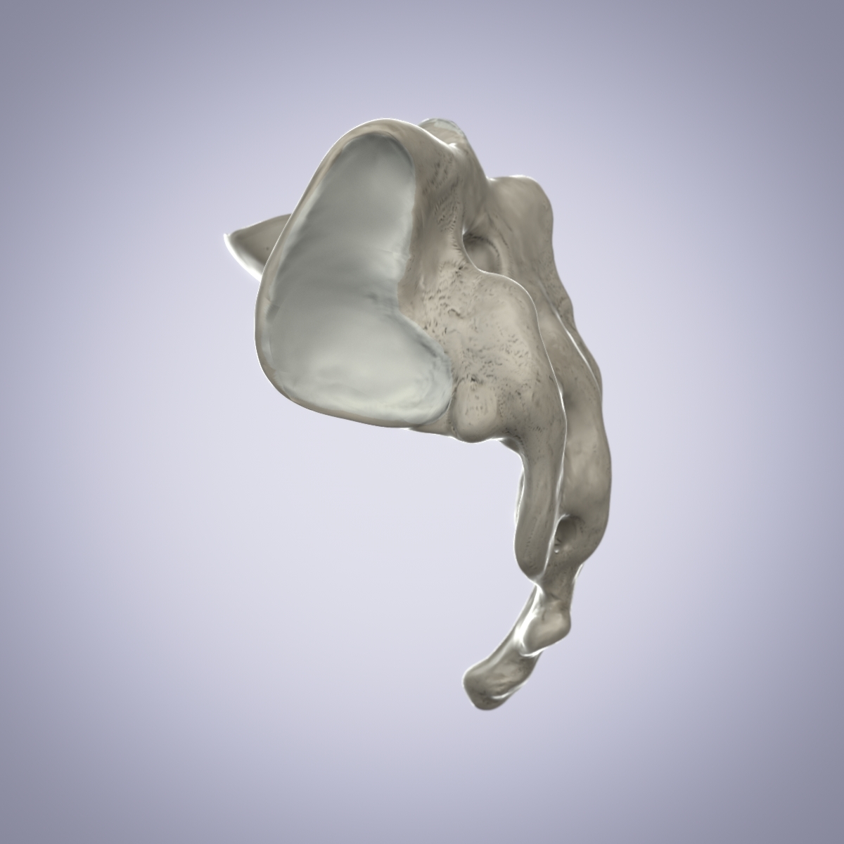 3d sacrum bone model