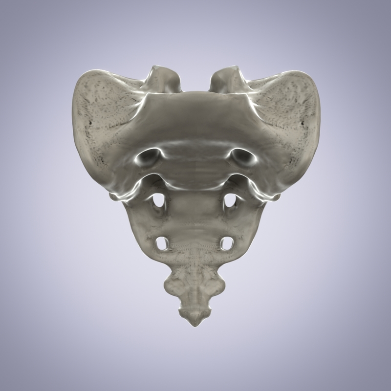 3d sacrum bone model