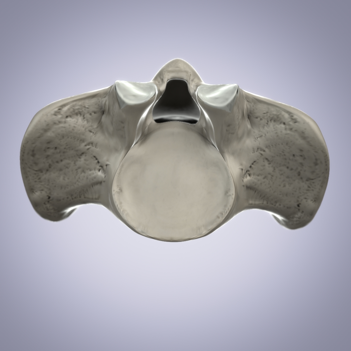3d sacrum bone model