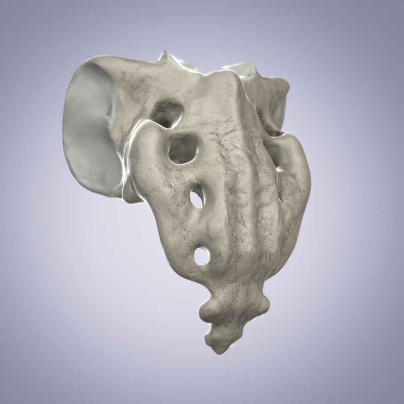 3d sacrum bone model