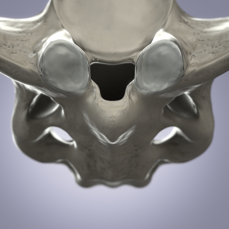 3d sacrum bone model