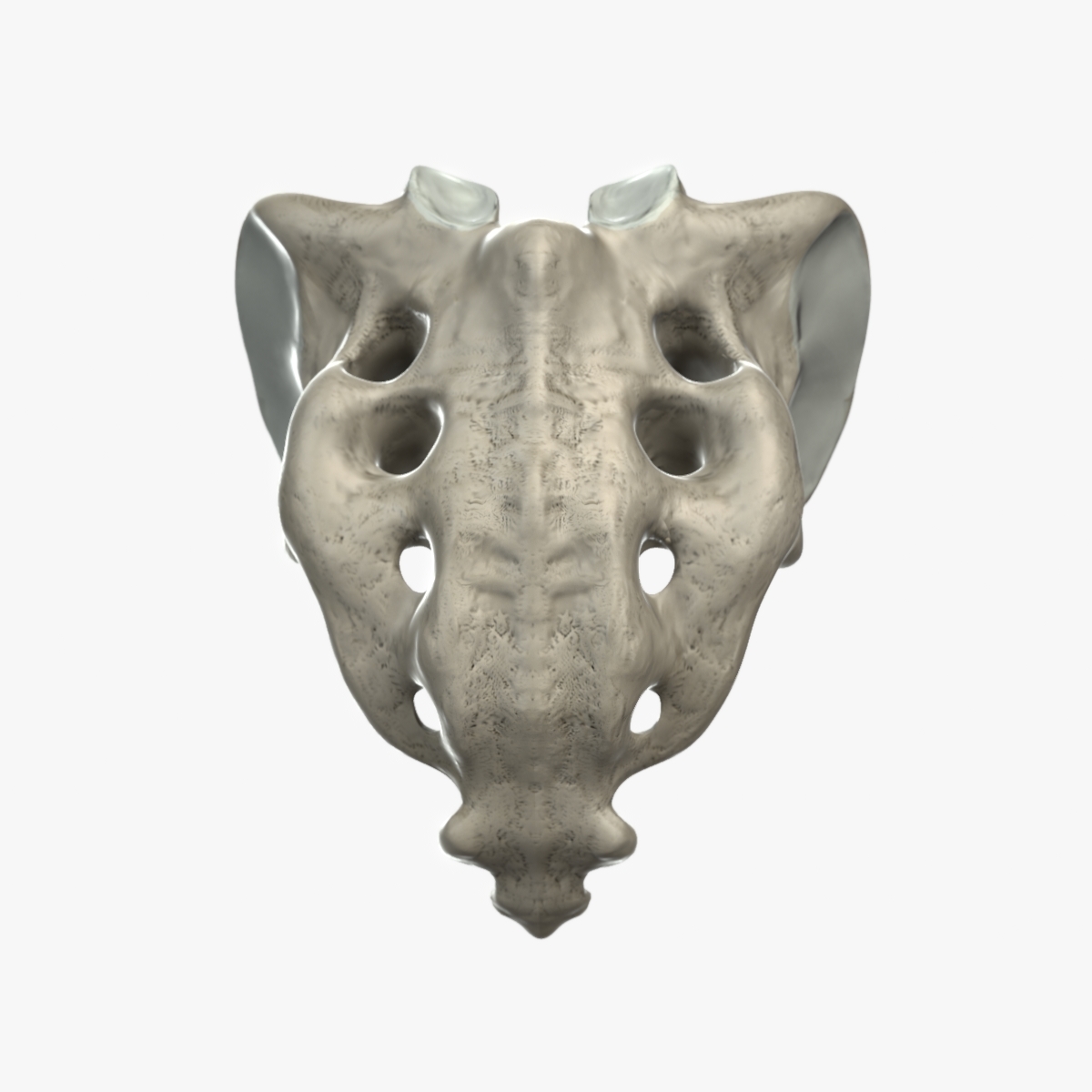 3d sacrum bone model