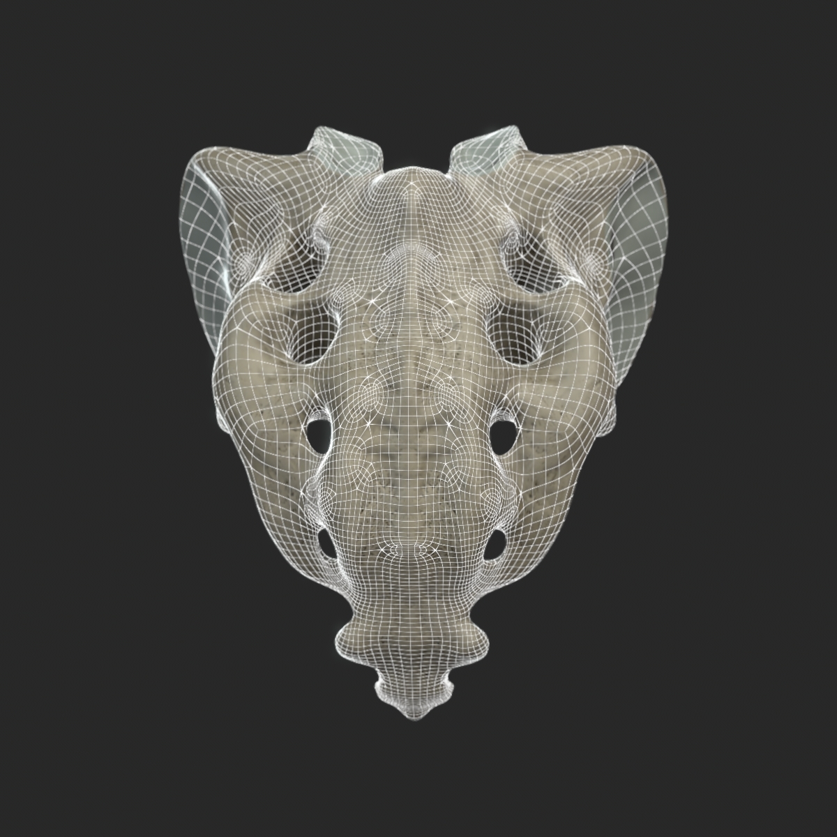 3d sacrum bone model