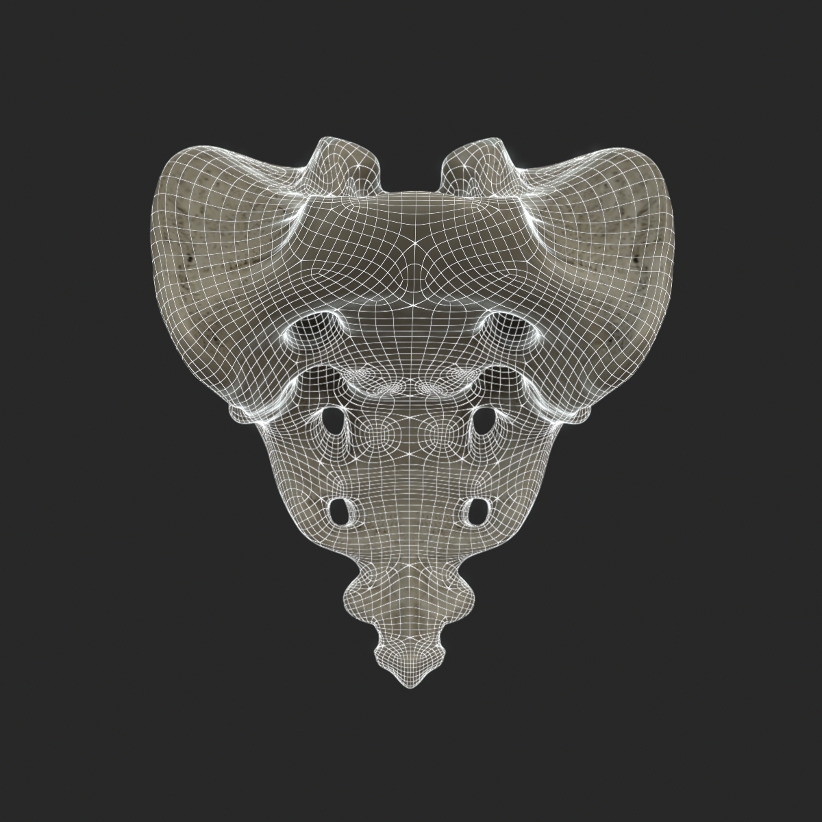 3d sacrum bone model