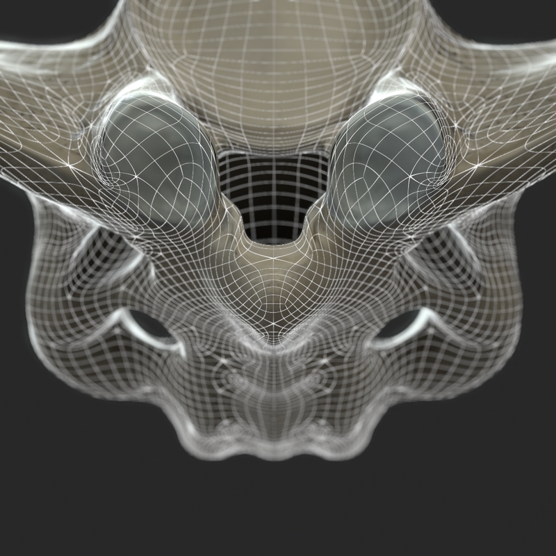 3d sacrum bone model