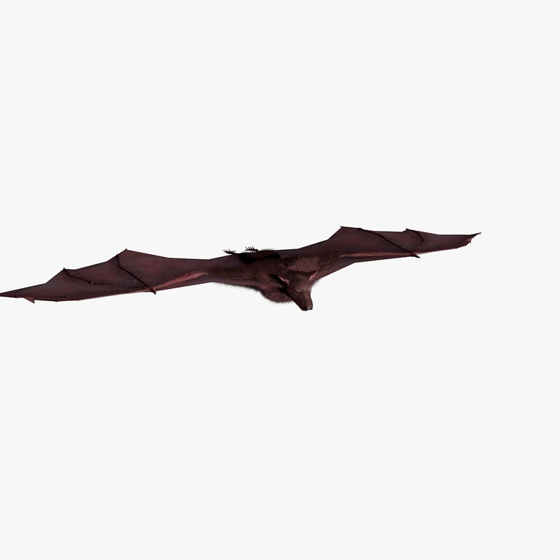flying fox 3d model