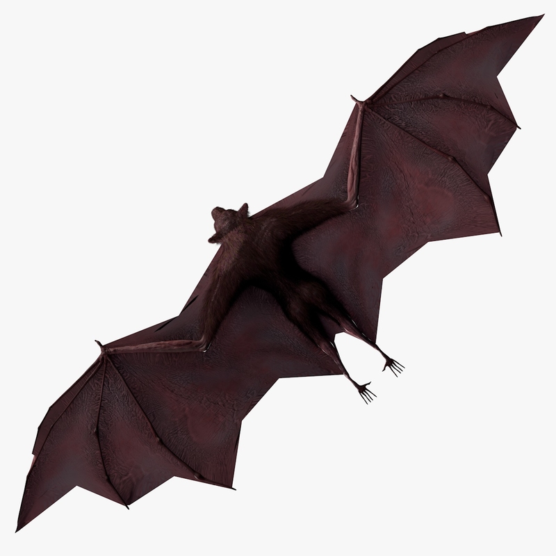 flying fox 3d model
