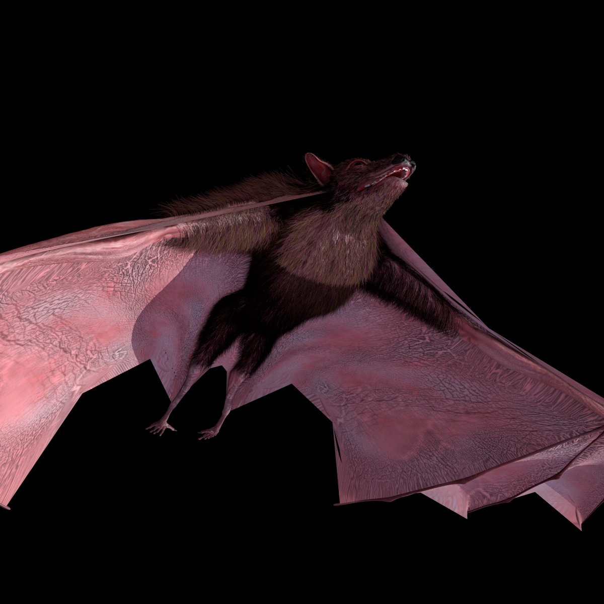 flying fox 3d model