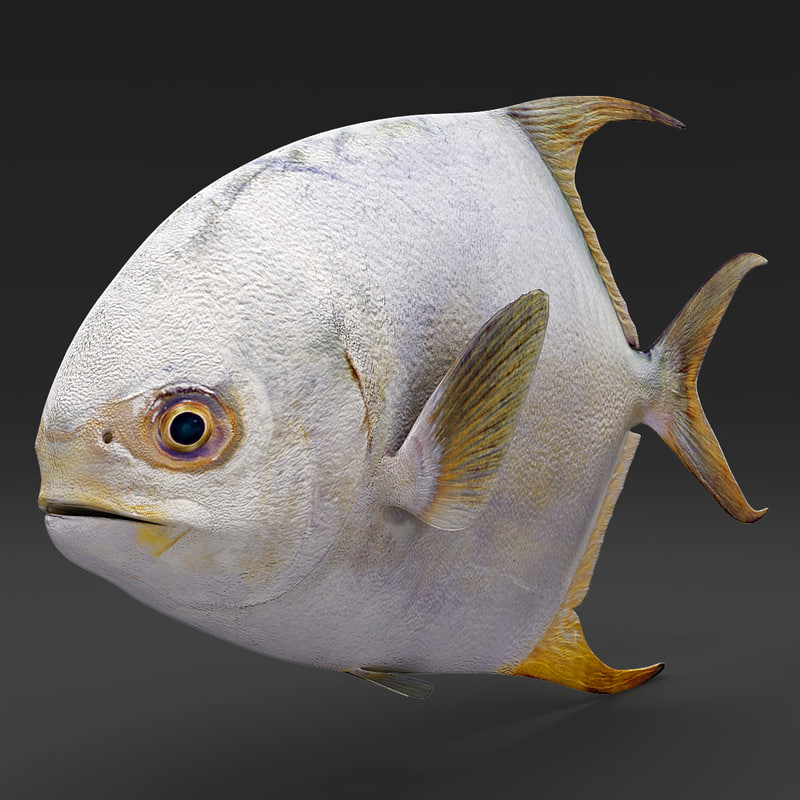 3d model permit fish