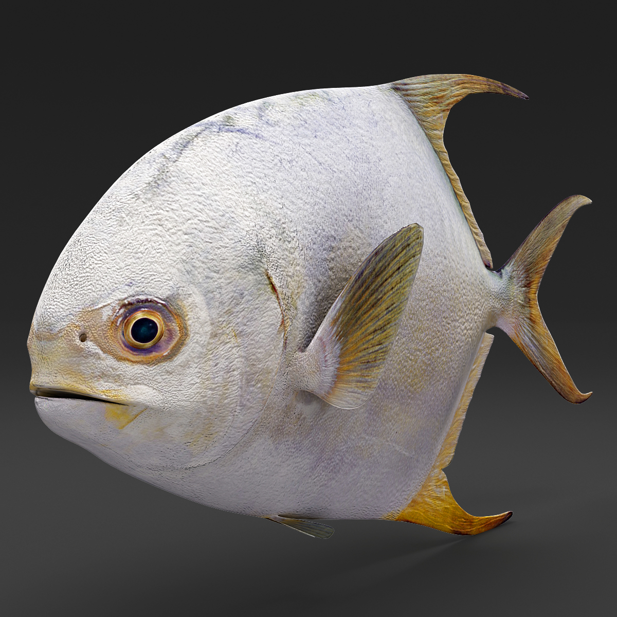 3d model permit fish