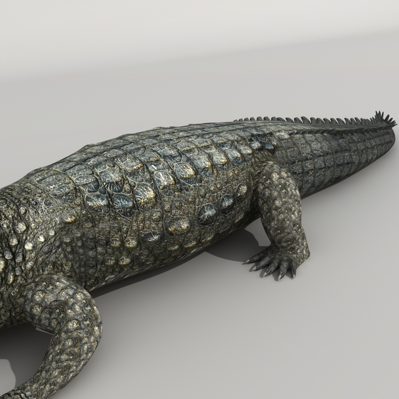 3d model crocodile croc