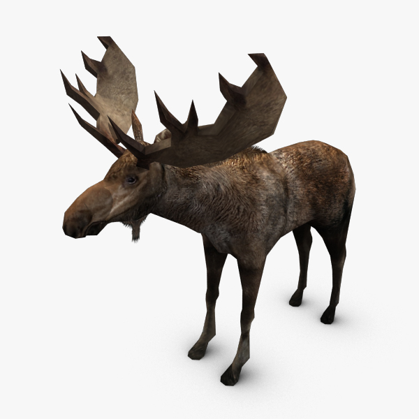 3D Moose Models | TurboSquid