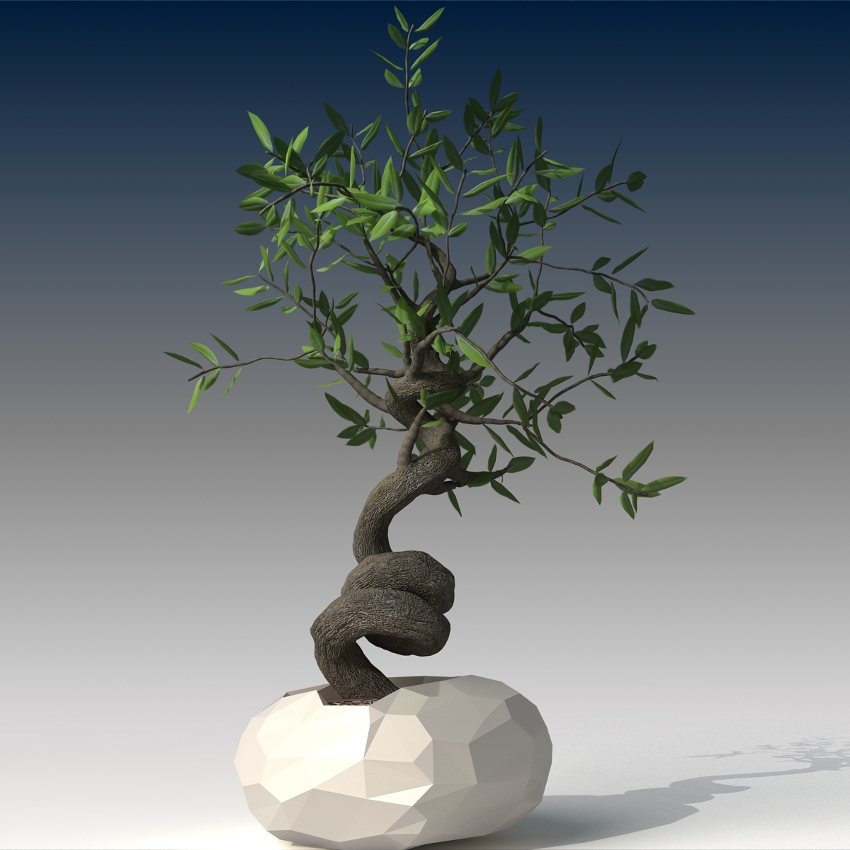 3d realistic bonzai olive tree model