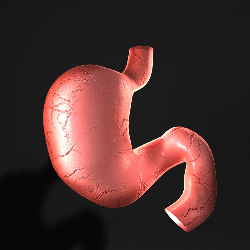 human stomach 3d model