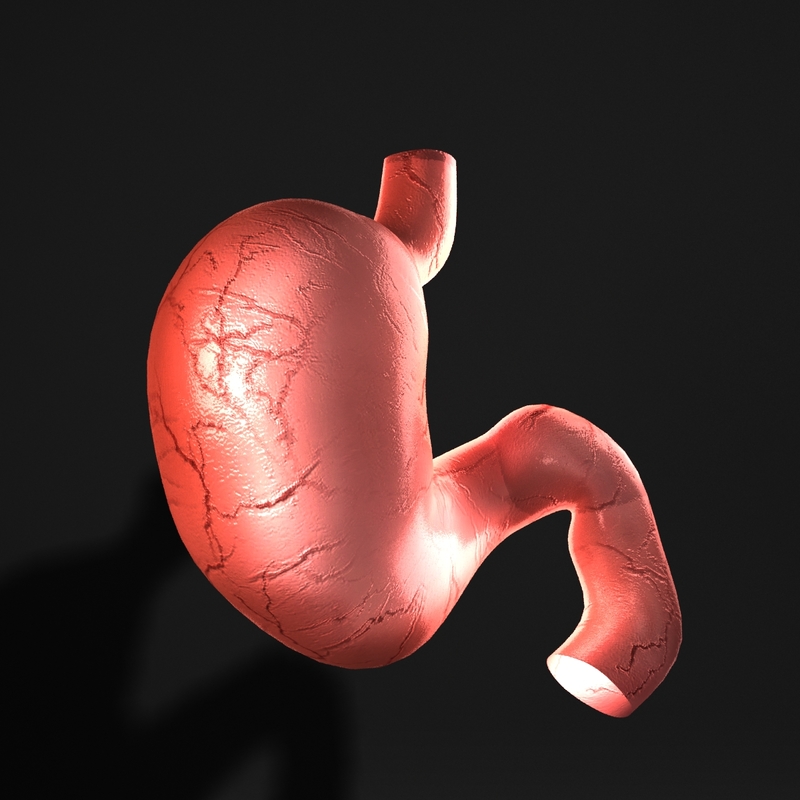 human stomach 3d model