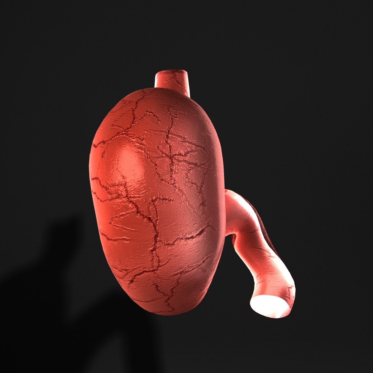 human stomach 3d model