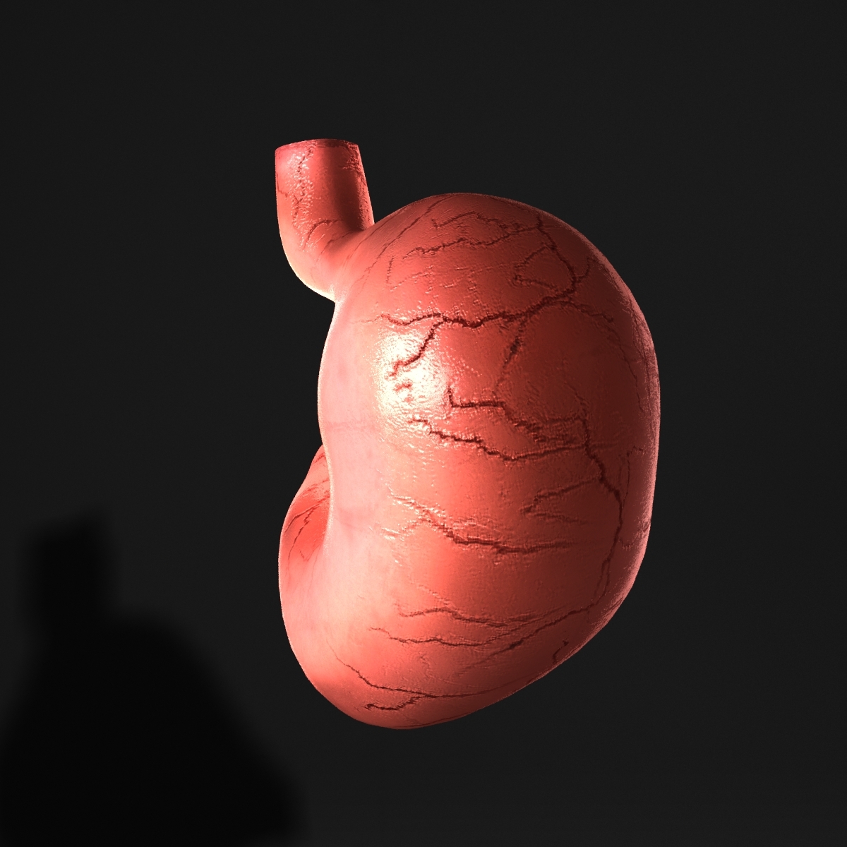 human stomach 3d model
