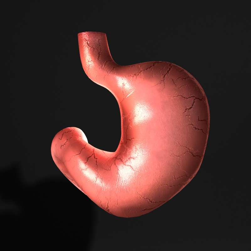 human stomach 3d model