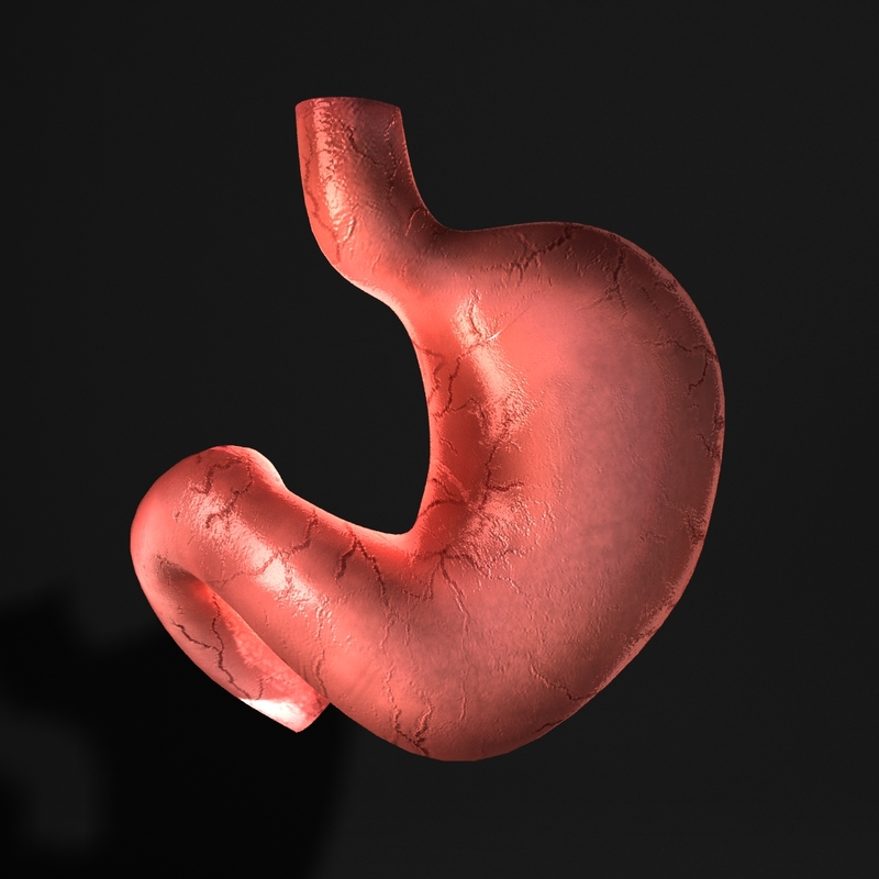 human stomach 3d model