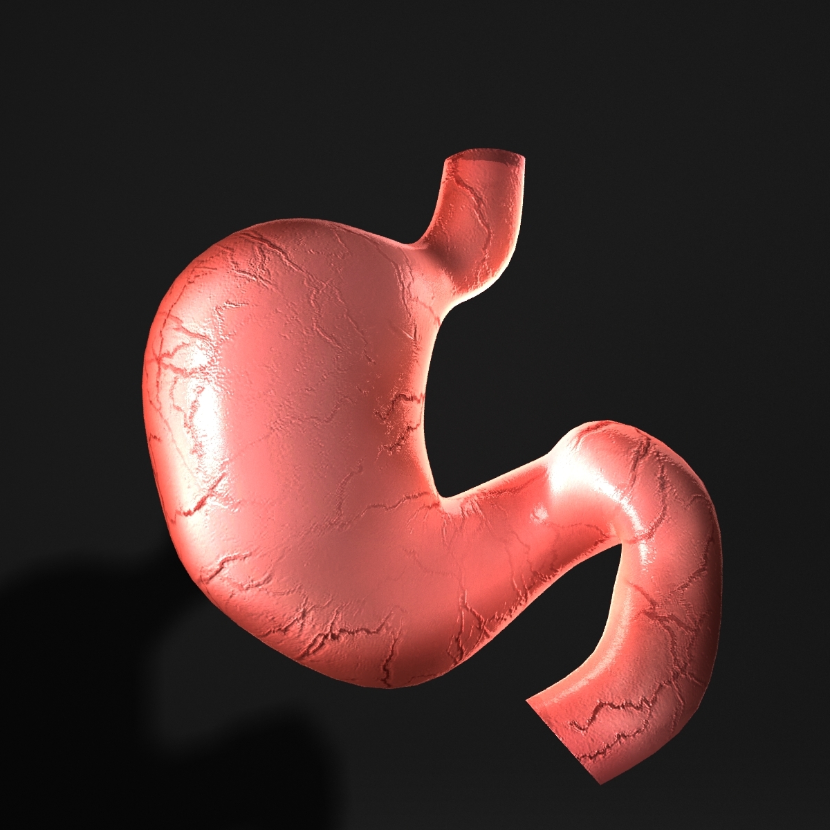 human stomach 3d model