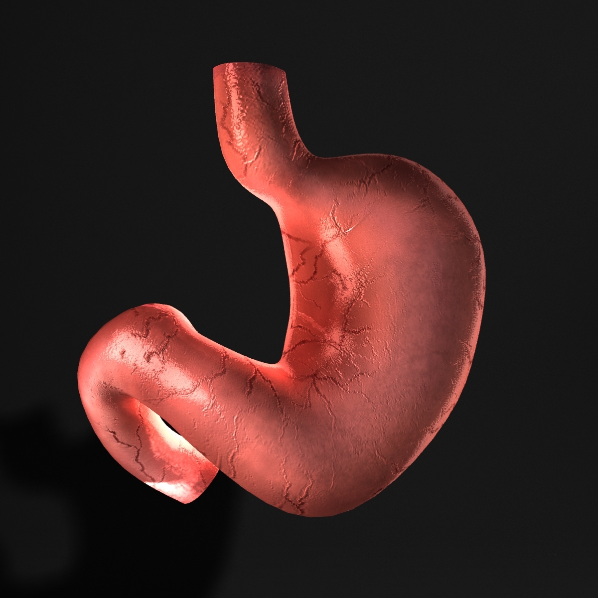 human stomach 3d model