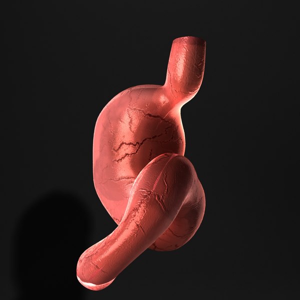 human stomach 3d model