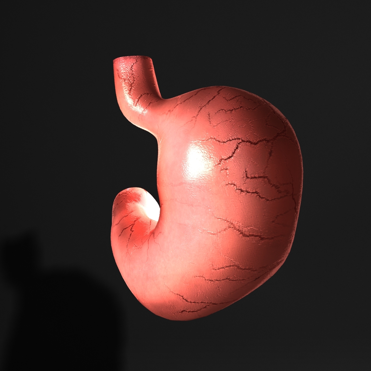 human stomach 3d model