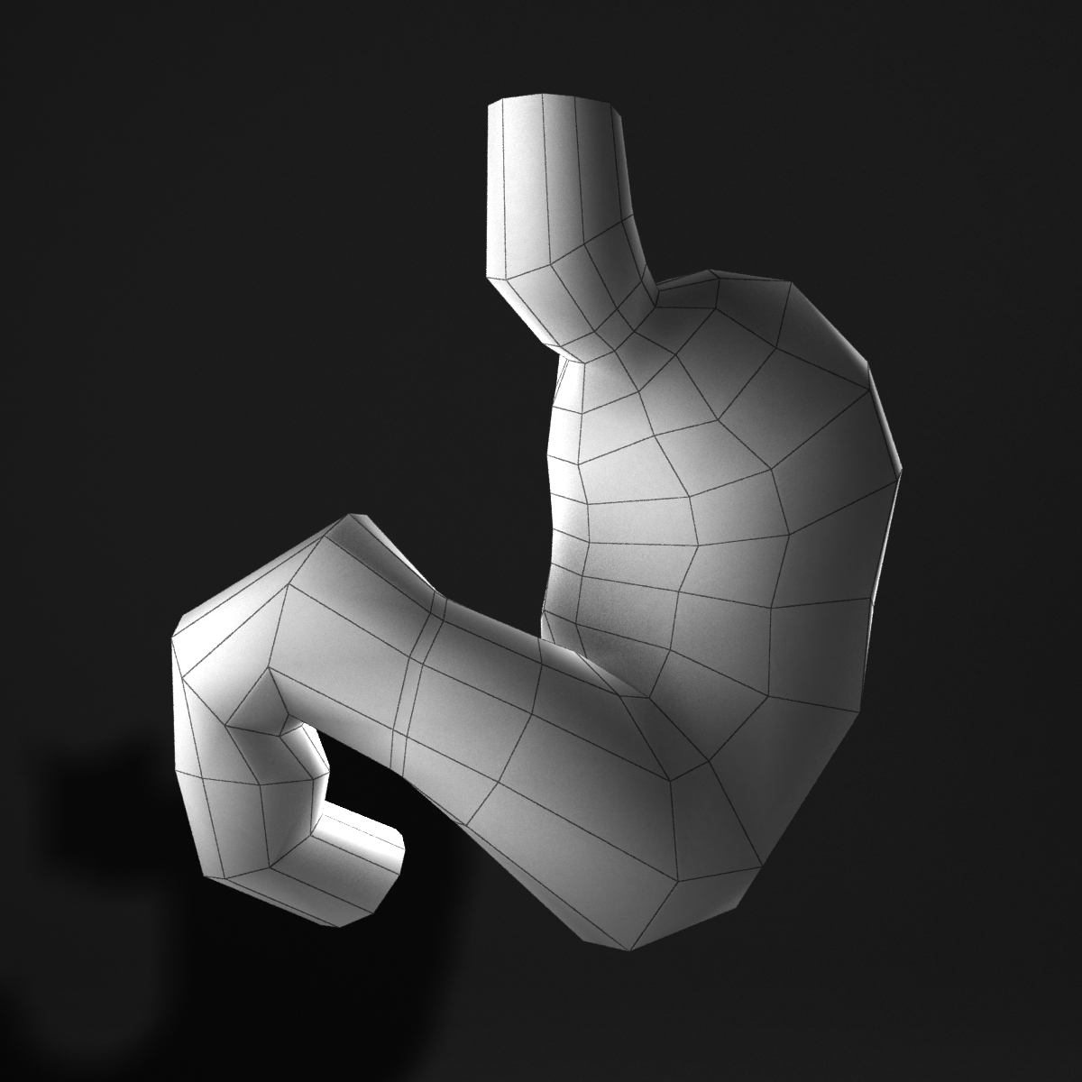 human stomach 3d model