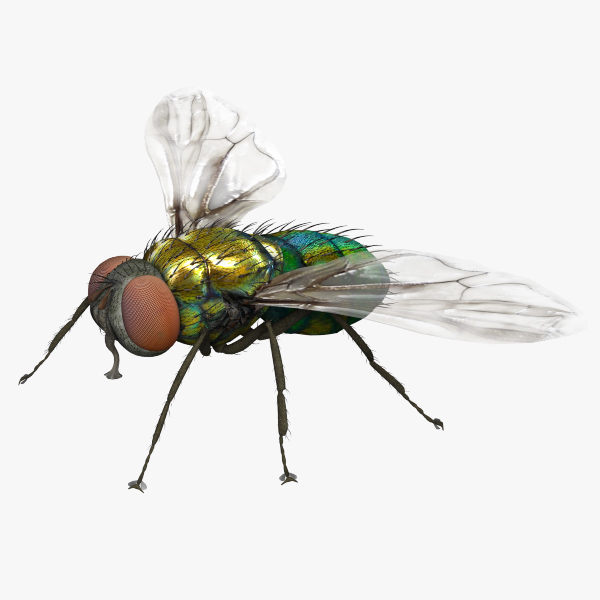 3D Fly Models | TurboSquid