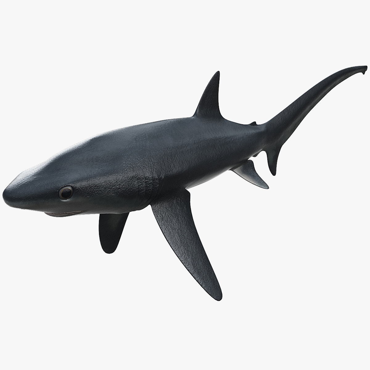 3ds max fox shark