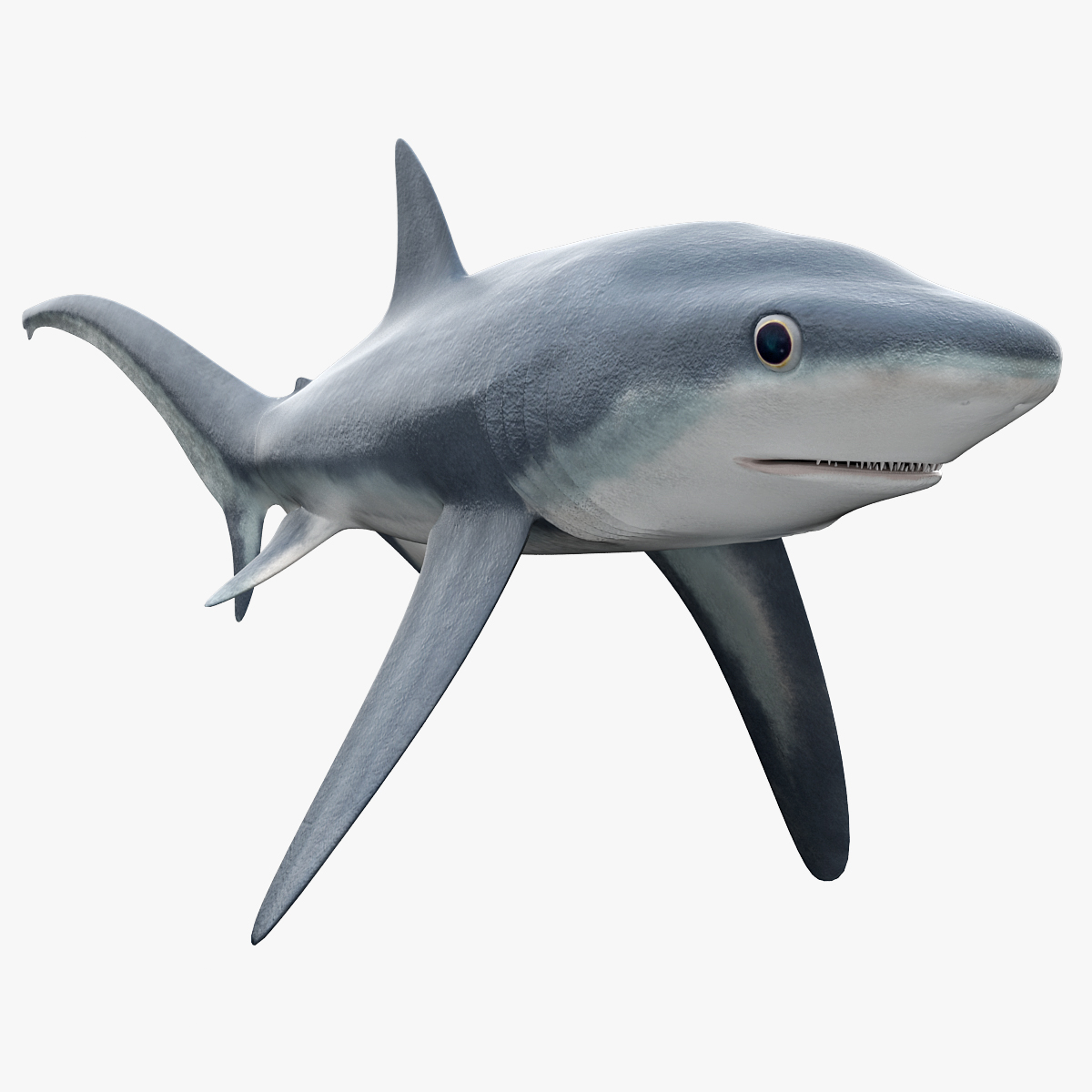 3ds max fox shark
