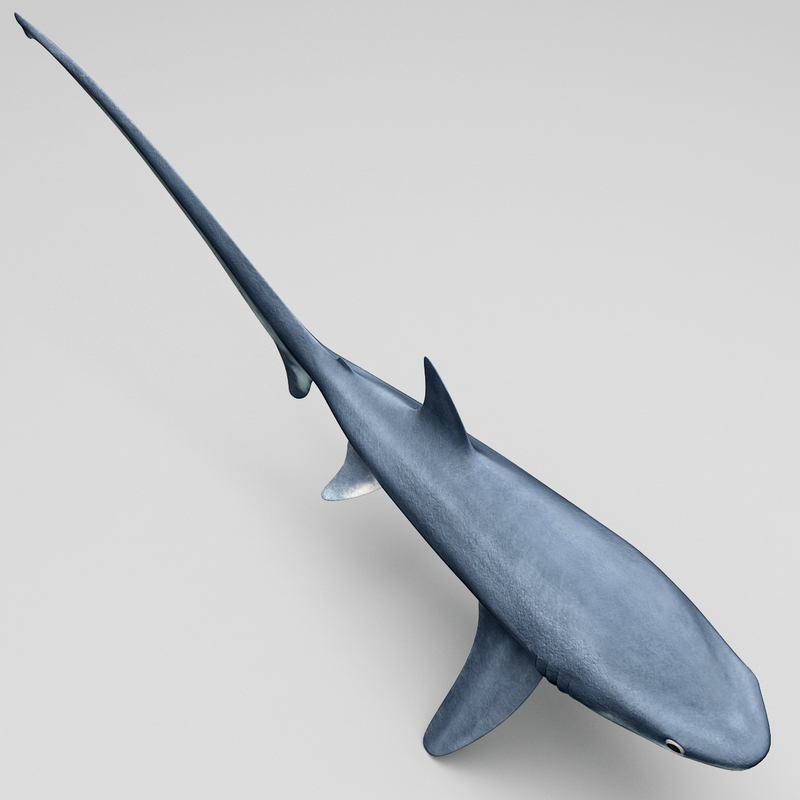 3ds max fox shark