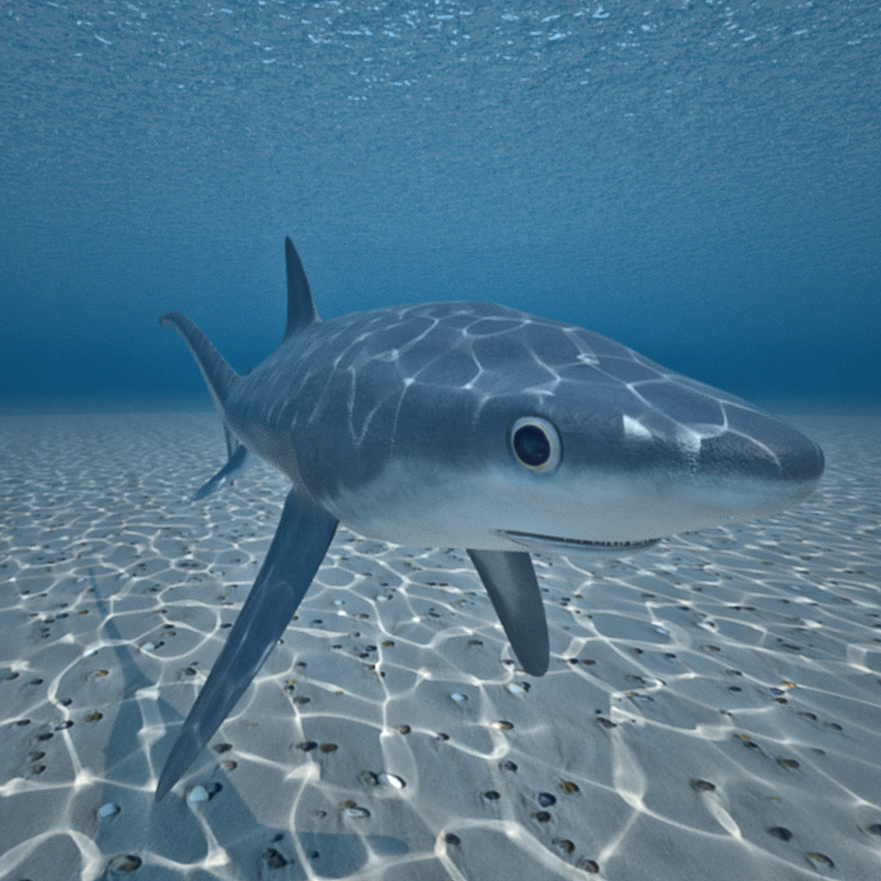 3ds max fox shark