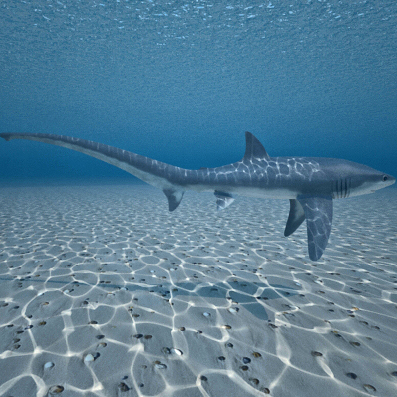 3ds max fox shark