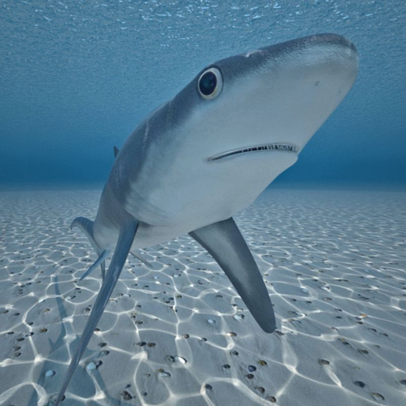 3ds max fox shark