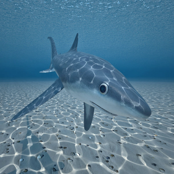 3ds max fox shark
