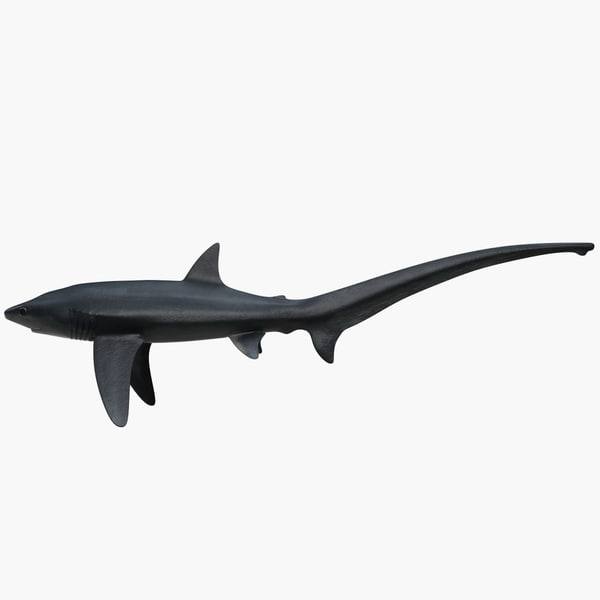 3ds max fox shark