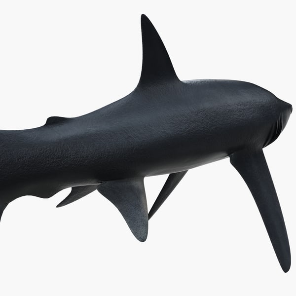 3ds max fox shark