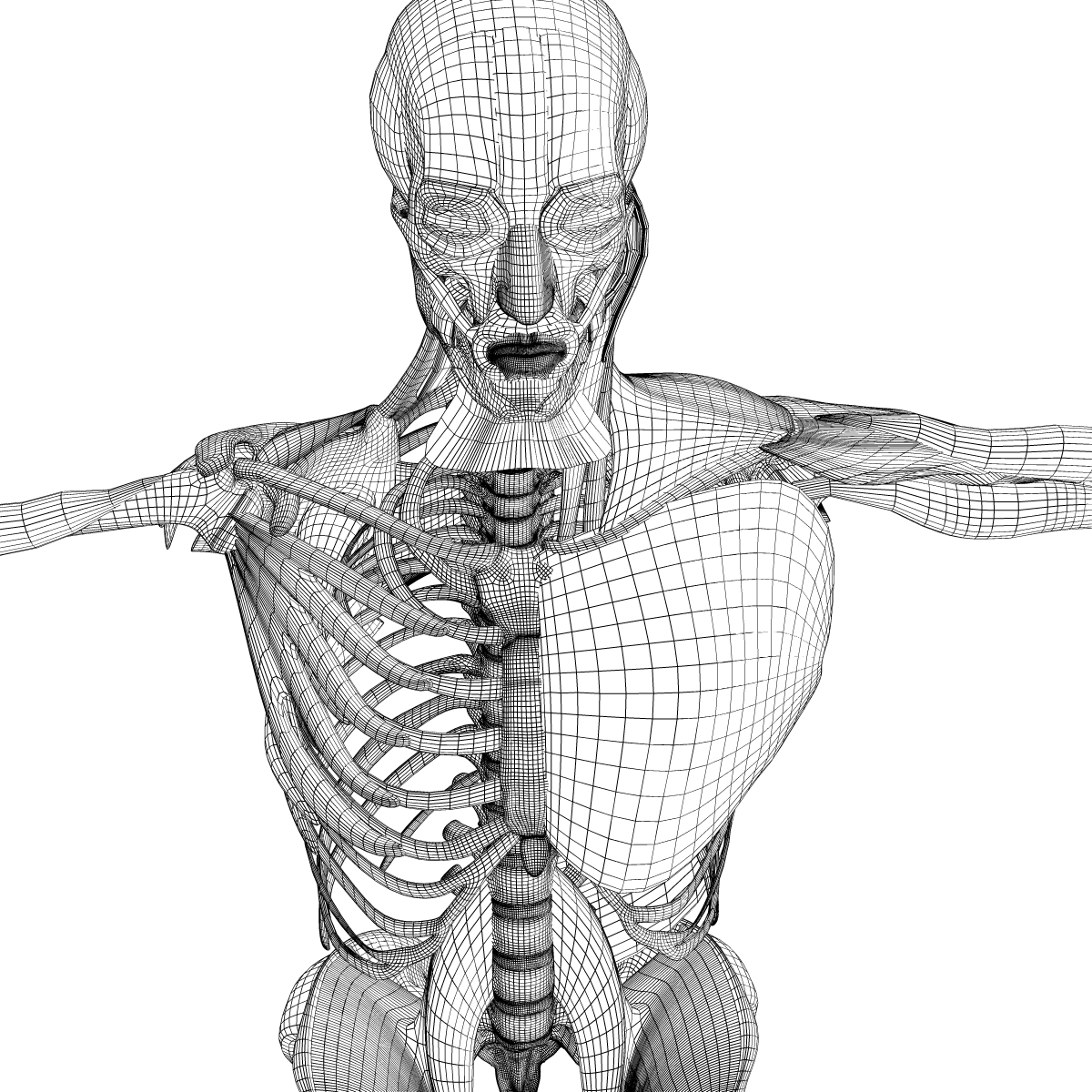 3d human bone muscle structure model