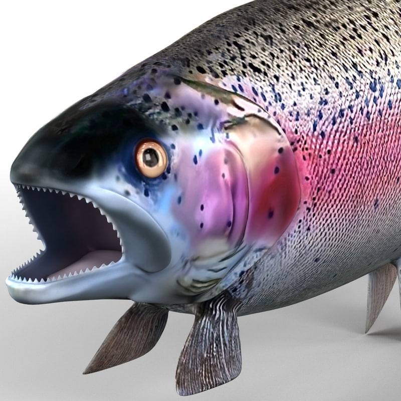 rainbow trout 3ds