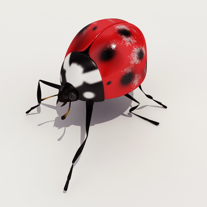 3ds ladybug modelled