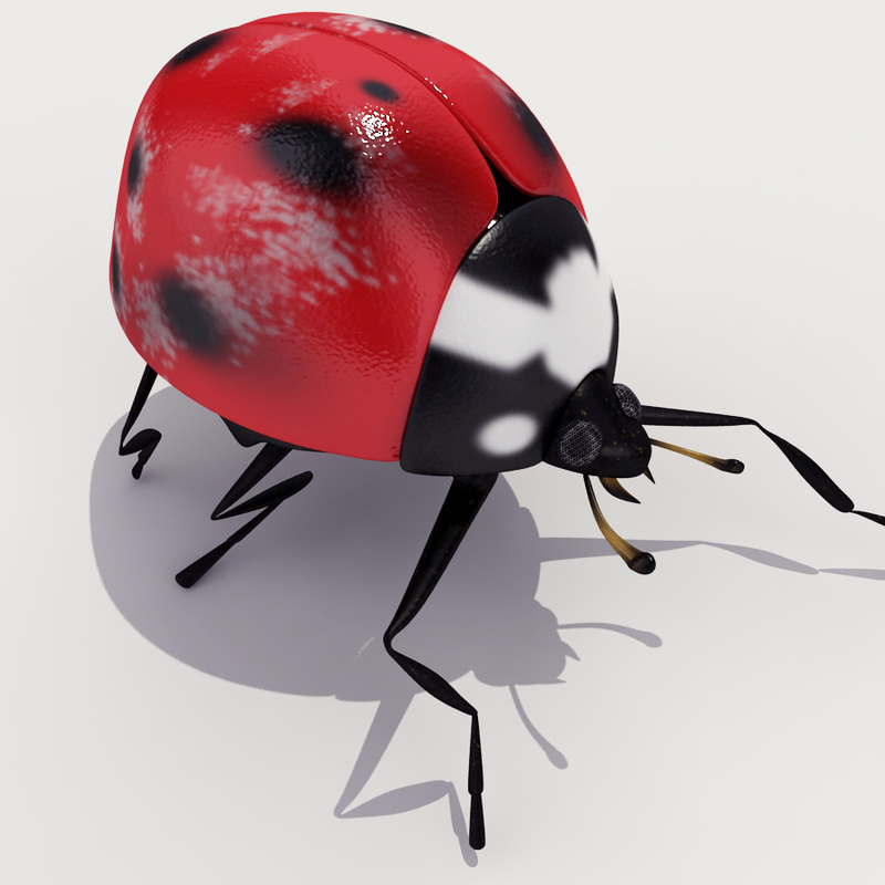3ds ladybug modelled