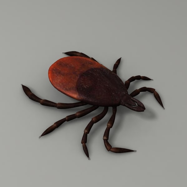3d model tick