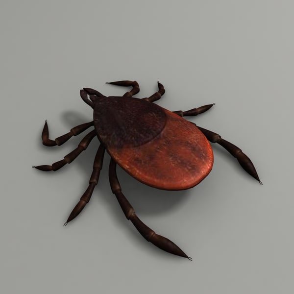 3d model tick