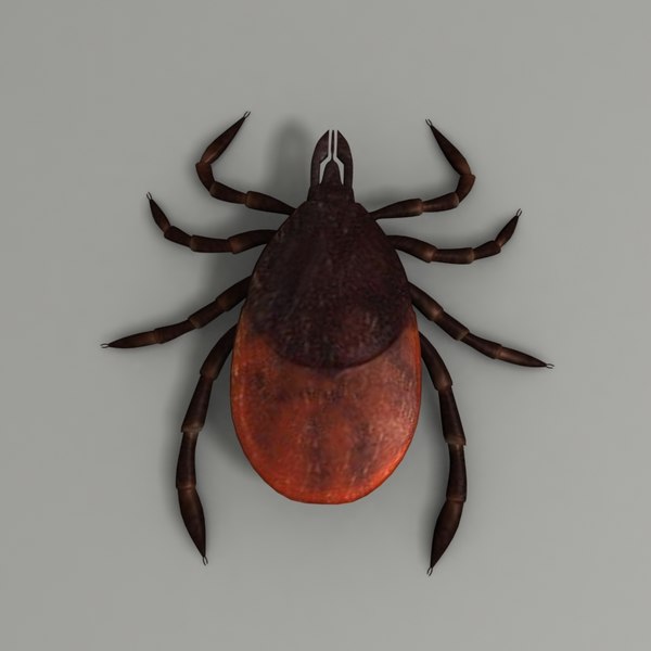 3d model tick